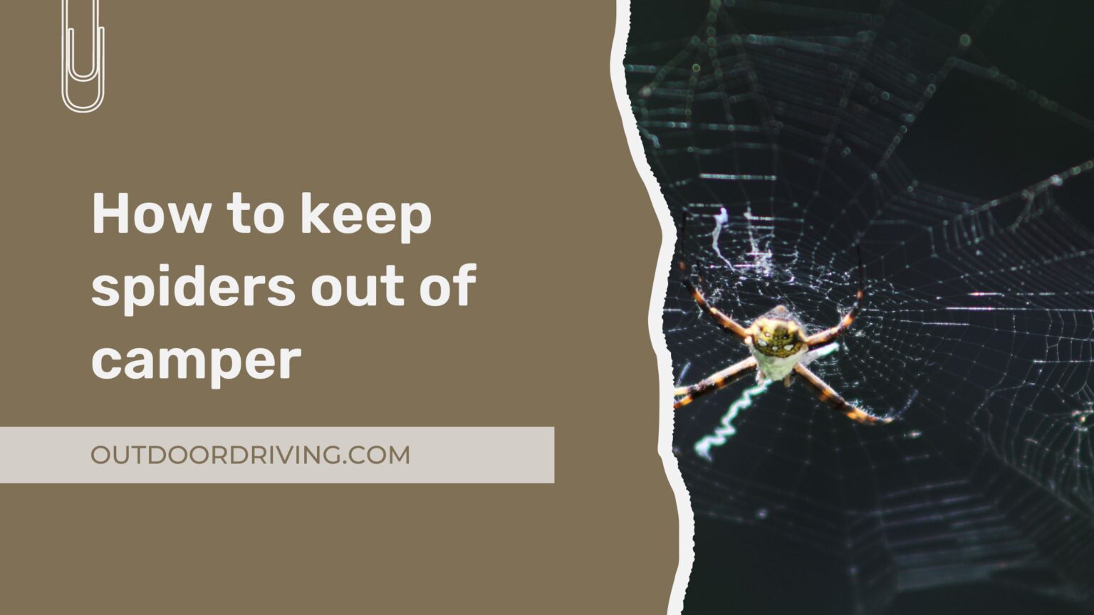 How to keep spiders out of camper: Say Goodbye to Spiders in Your ...